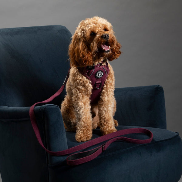 Best Dog Harnesses and Accessories in Yarm | Bailey and Coco