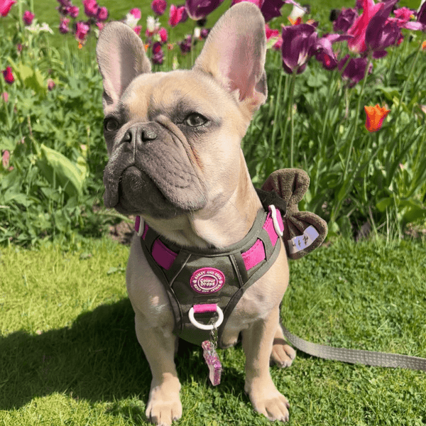 French Bulldog Harness FAQs: Your Complete Guide to Fit, Comfort & Saf