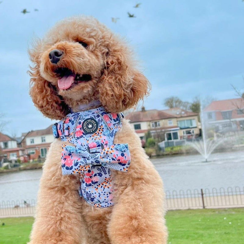 Front Clip Dog Harness | No Pull Dog Harness | Spring Dreams