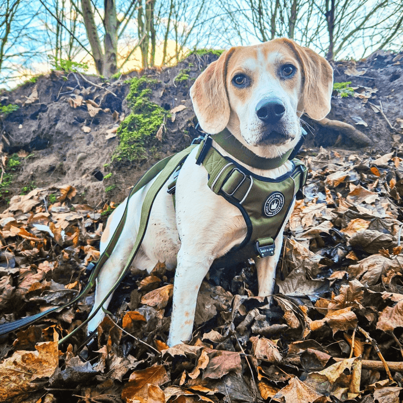 Home / Products / Premium Power Trails® Heavy-Duty Utility Dog Harness ...