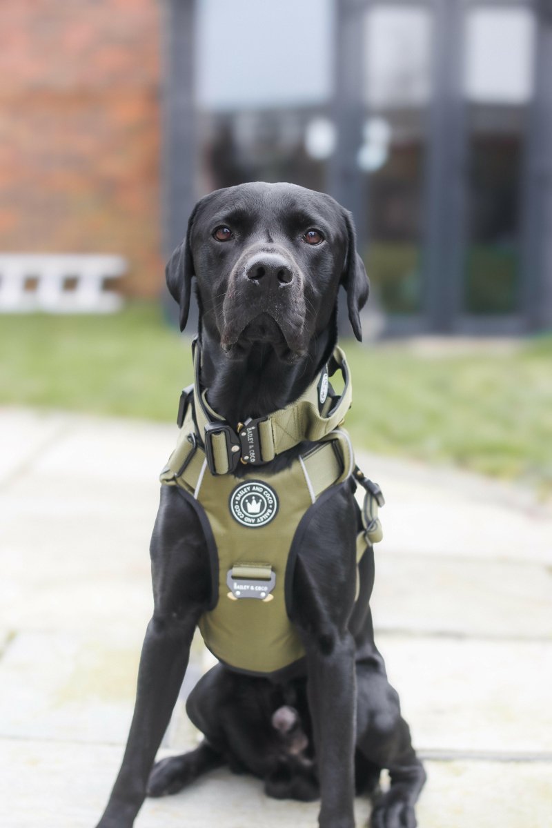 Home / Products / Premium Power Trails® Heavy-Duty Utility Dog Harness ...