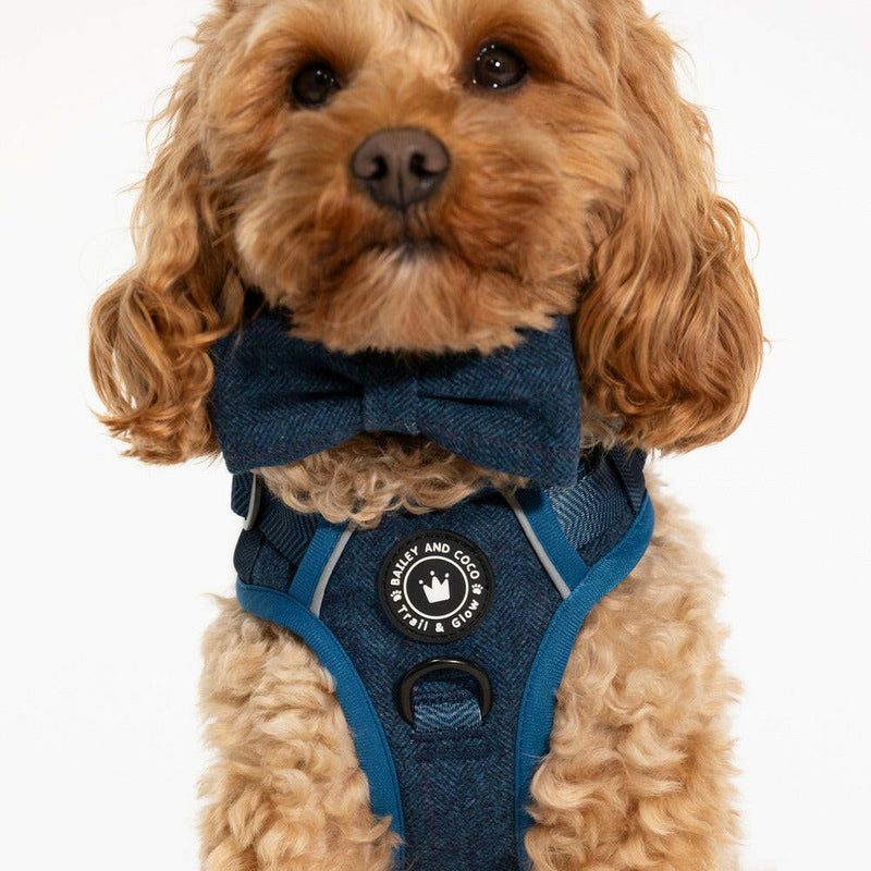 Sapphire Blue Tweed Bow Tie | Bailey & Coco