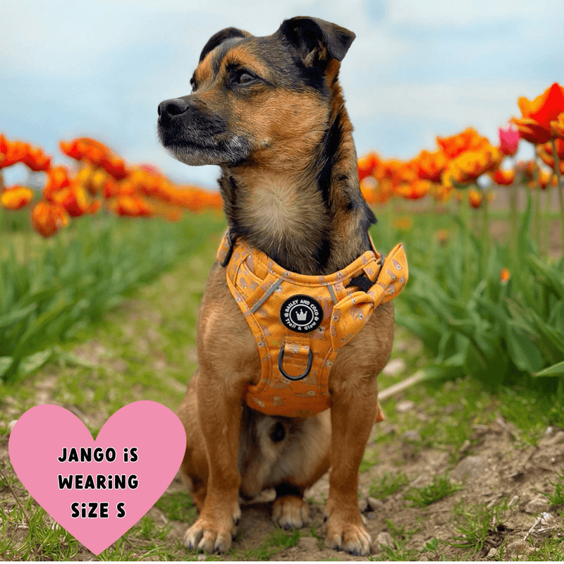 Trail & Glow® Dog Harness Bundle Set - Don't Hurry, Be Happy
