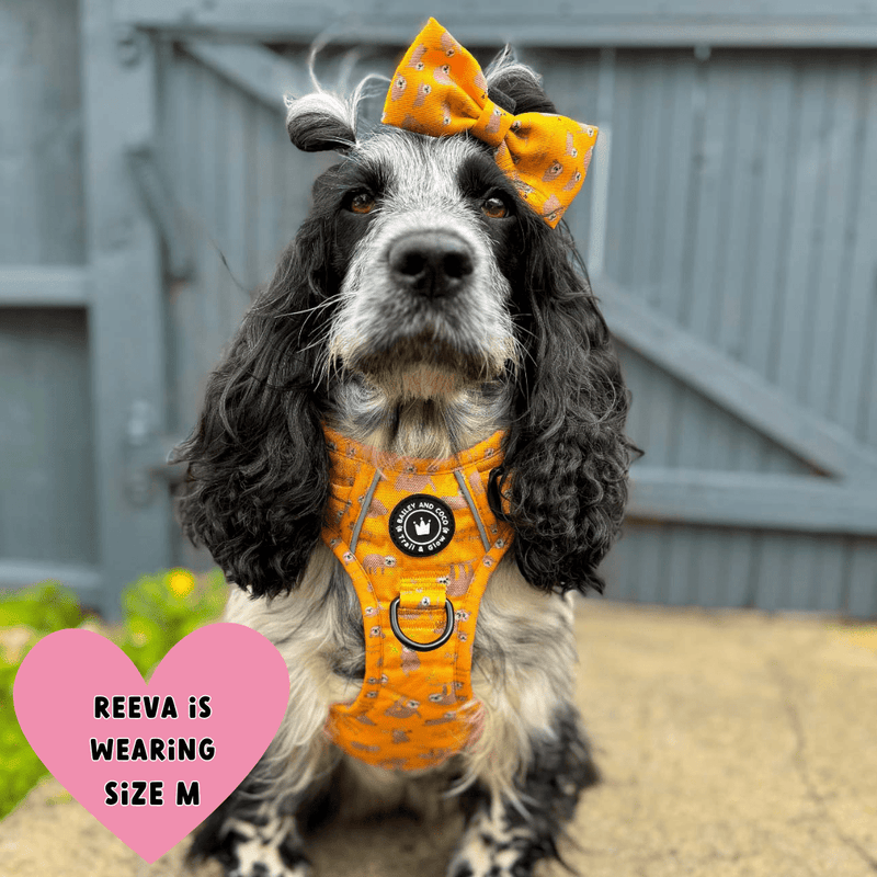 Trail & Glow® Dog Harness Bundle Set - Don't Hurry, Be Happy