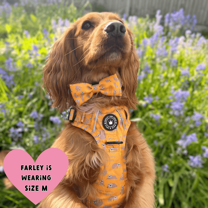 Trail & Glow® Dog Harness Bundle Set - Don't Hurry, Be Happy