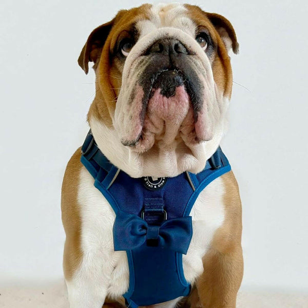 Ink Blue Dog Harness | Bailey and Coco